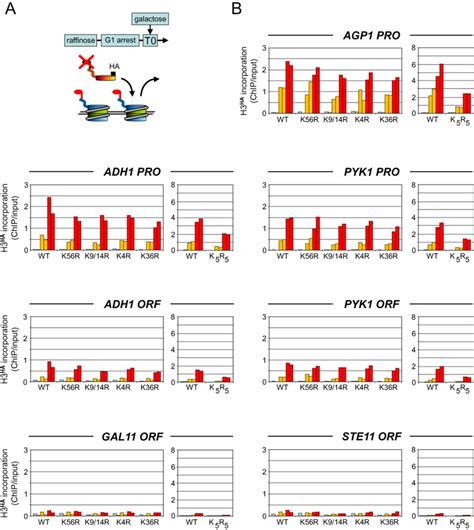 Transcription Dependent Incorporation Of Histone H3 Modification