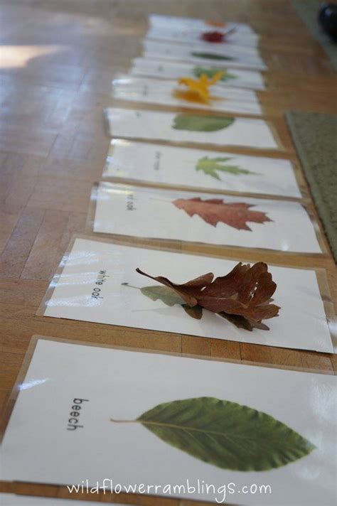 Leaf Identification Cards Free Printable Artofit