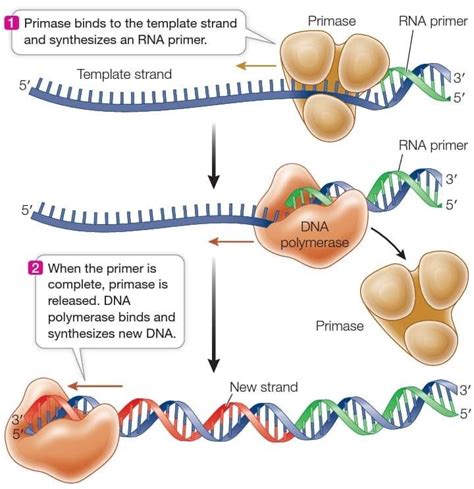 Onconews Entendendo A Função Da Primase E Do Primer De Rna Na Síntese