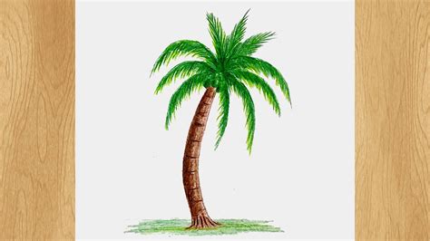 Coconut Tree Drawing Sketch