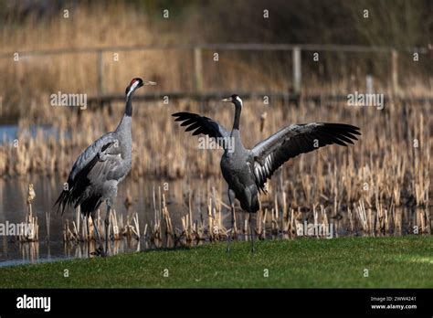 Common Crane Mating Ritual Hi Res Stock Photography And Images Alamy