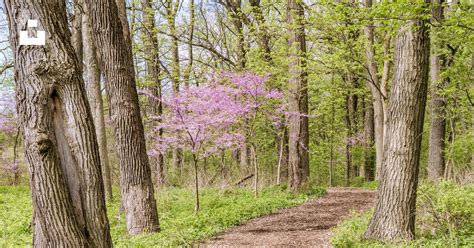 키 큰 나무 근처의 분홍색 꽃 나무 사진 Unsplash의 무료 봄 이미지