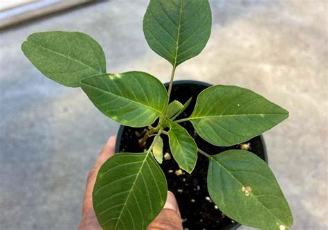 Palmer Amaranth Cals