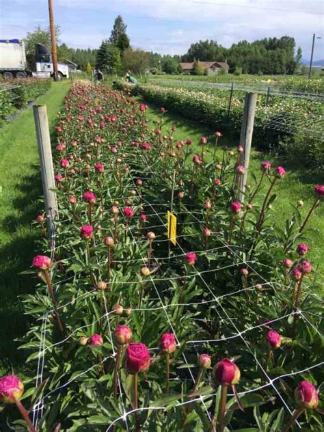 Buy Trellis Netting Online American Nettings Fabrics