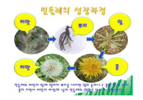 민들레프로젝트 교육계획안 이야기나누기 상호작용 봄꽃 토종민들레 서양민들레 흰민들레 민들레의 종류 아홉 가지 덕목