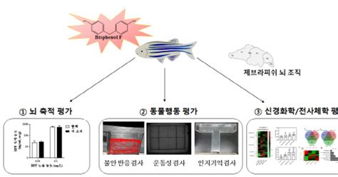 플라스틱 첨가제 대체제 `비스페놀f`도 신경계 교란 일으킨다