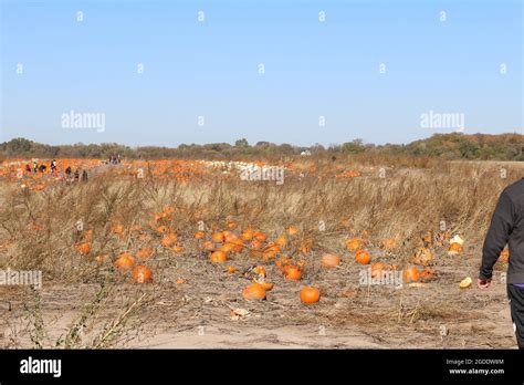 Pumpkin Patch In The Fall Stock Photo Alamy