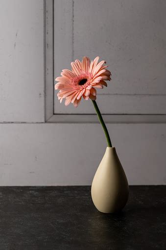 꽃병에 핑크 거베라 데이지 꽃입니다 아름 다운 변덕스러운 꽃 배경 3월에 대한 스톡 사진 및 기타 이미지 3월 가막살나무 거베라 Istock