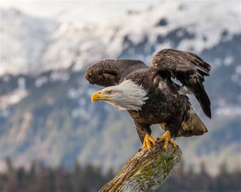 Free Images Nature Wing Wildlife Beak Fauna Bird Of Prey Bald