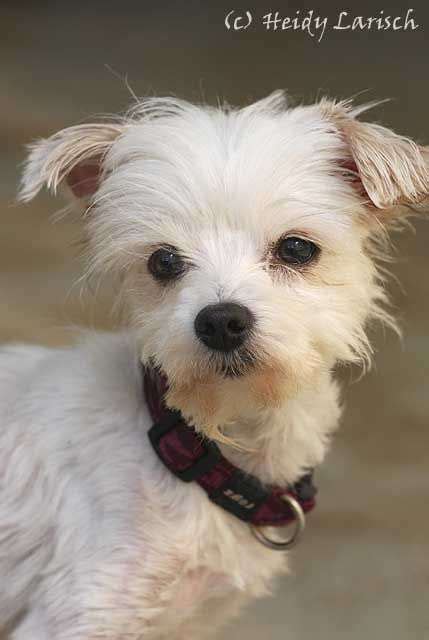 Idefix Tierheim Lübbecke