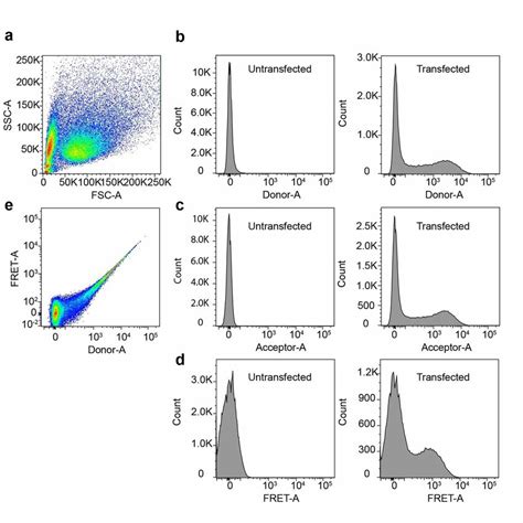 Facsdiva Layout For Data Collection A Include Fsc Vs Ssc Dot Plot