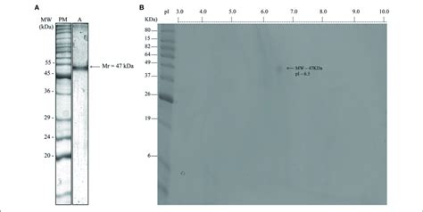 Identification Of Maturase K In Acetonic Fraction From Bidens Pilosa