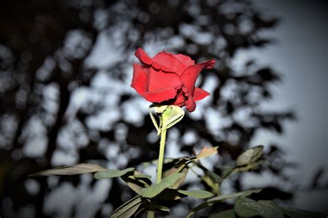 Rose Fleur Pétales Photo Gratuite Sur Pixabay Pixabay