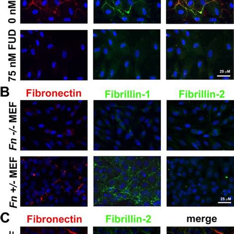 Fibrillin 2 Microfibril Assembly Requires Fibronectin A In Cultures Download Scientific