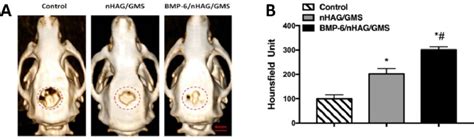 Analysis Of Calvarial Defects At 8 Weeks Postoperatively A 3D CT