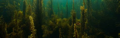 This Algae Battery Can Power A Computer For Months