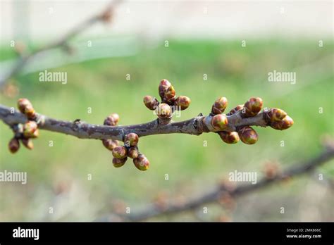 Budding Twig Hi Res Stock Photography And Images Alamy