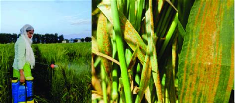 stripe rust inoculation and identification of stripe rust susceptible