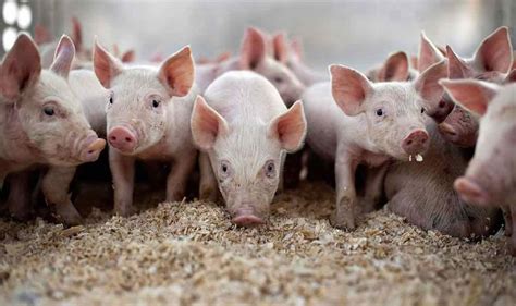 6 Strategies To Implement For Successful Pig Farming Kenya Livestock