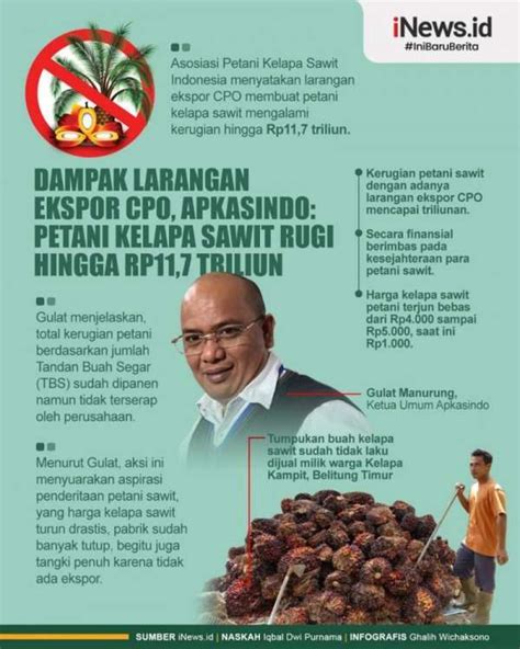 Infografis Dampak Larangan Ekspor CPO Apkasindo Petani Kelapa Sawit