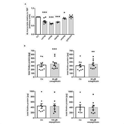 Impact Of Sglt2 Inhibition On Klotho Production In Hk 2 Cells A