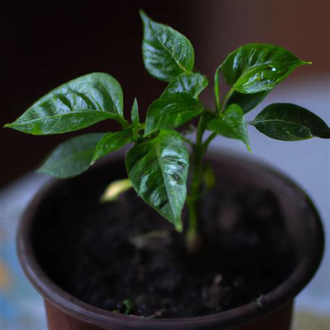 Guia Completo Para Plantar Cheiro Verde Em Casa