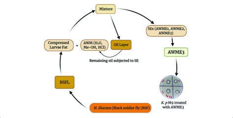 Schematic Diagram For Isolation Of Bioactive Compounds From H