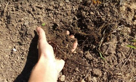 How To Make Organic N P K Fertilizer Mixes At Home And Save Money