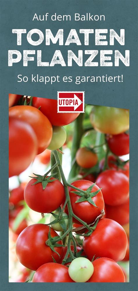 Tomaten Pflanzen Auf Dem Balkon Tipps Tricks Tomato Tomato Plants