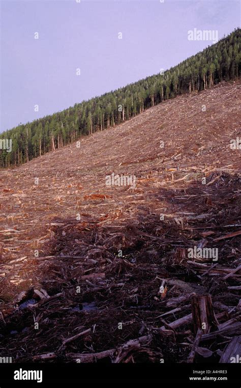 Active Logging Of A Coniferous Forest In British Columbia Canada Stock