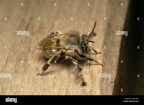 Flor De Patas Peludas Abeja Anthophora Plumipes Sobre La Plancha De