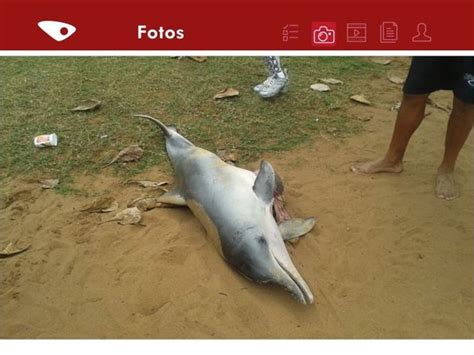 G1 Golfinho é Encontrado Morto Na Praia Da Costa Em Vila Velha