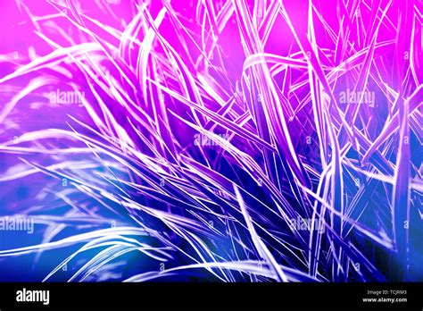 Neon Colored Creative Abstract Grass Plants Natural Background Stock