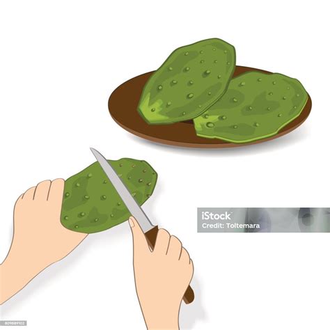 녹색 식용 선인장 잎 또는 Nopales 백색 배경에 손으로 그린된 벡터 일러스트 레이 션 가시에 대한 스톡 벡터 아트 및 기타