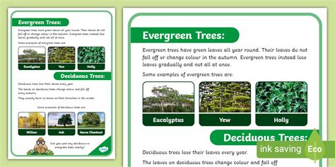 Evergreen And Deciduous Trees Information Poster Twinkl