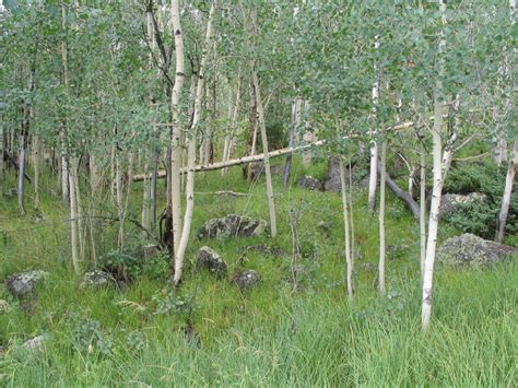 Pando The Tree Colony That S The Heaviest Organism On Earth
