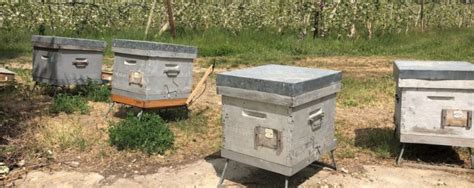 Prestations De Pollinisation Les Apiculteurs P Sent Le Pour Et Le Contre Article Itsap