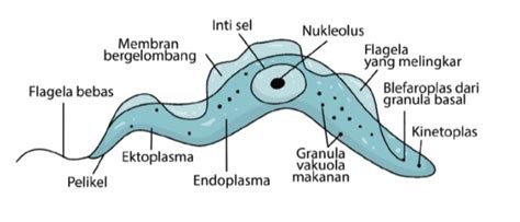 Sebutkan Ciri Ciri Umum Protista Dan Sebutkan Serta Jelaskan Klasifikasi Protista