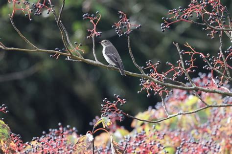 富士山麓の野鳥 10月上旬 その1 カミヤンの野鳥観察録