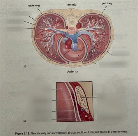 Pleural Cavity Diagram Quizlet