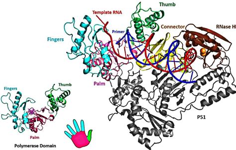 Figure 3 From Hiv 1 Reverse Transcriptaseintegrase Dual Inhibitors A