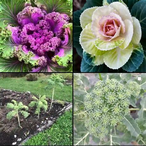 42 Species In Genus Brassica