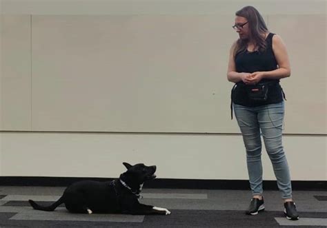 Alpha In The Classroom How A Four Legged Friend Can Teach Learning Theory News The