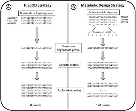 Explorative Probe Design Strategies Implemented In A Hispod And B Download Scientific
