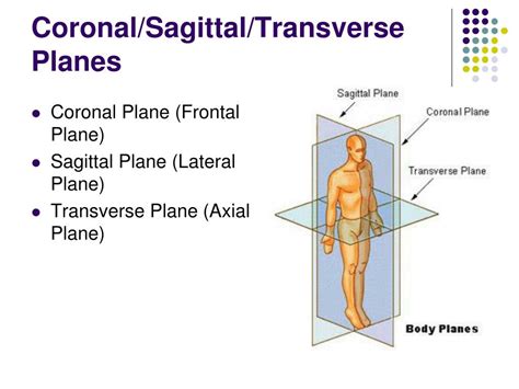 Sagittal Vs Transverse Ultrasound