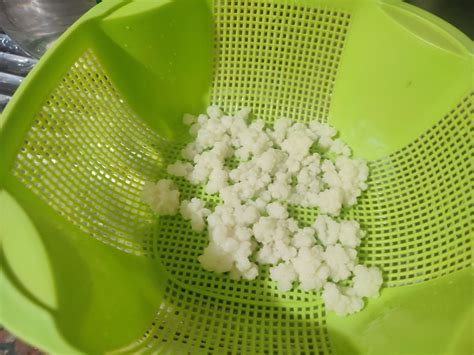 Молочний гриб тибетський гриб кефірний гриб 40 грн Продукти харчування напої Рівне на Olx