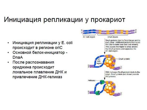 Репликация ДНК Лекция 3 презентация онлайн