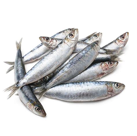 Buy Portuguese Sardines Hong Kong Frozen Sardines Hong Kong