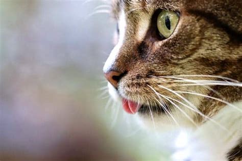 Why My Cats Eyes Always Stay Dilated Medical Reason Traveling With