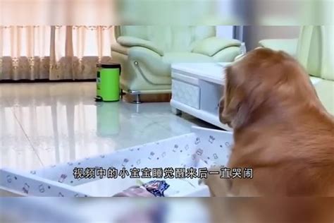 狗狗睡得正香，小主人突然动了坏心思，下一秒狗狗开始报复狗狗心思报复